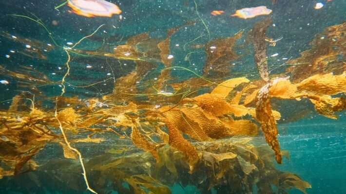 Creating Circularity in Kelp and Macroalgae Waste for a Blue Economy ...